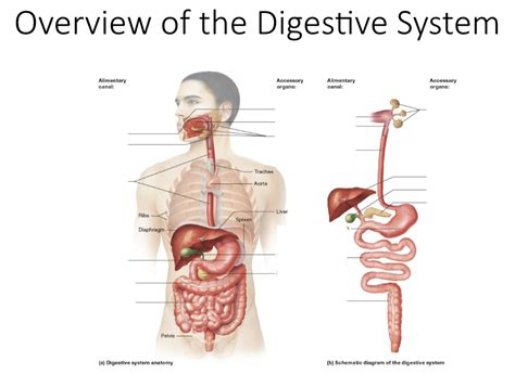 Digestive System Overview 1 Diagram Quizlet