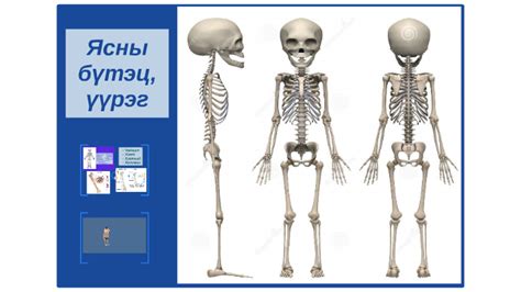 Ясны бүтэц үйл ажиллагаа By Ундка Энх Ундрал On Prezi