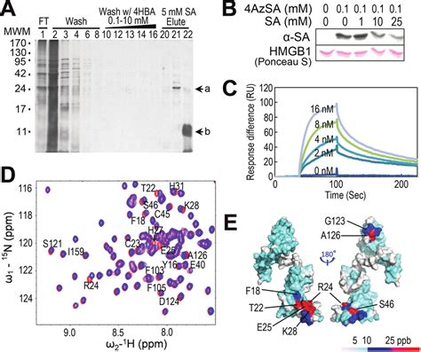 Identification Of Hmgb1 As An Sa Binding Protein And Its Sa Binding