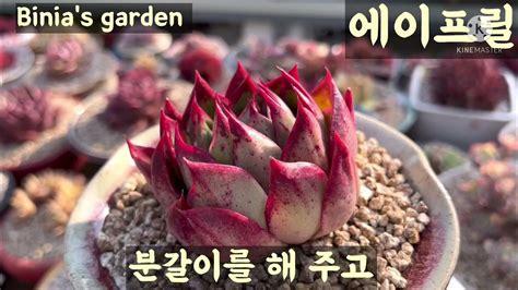 비니아 에이프릴 에케베리아 에케베리아속 Succulents 다육식물 다육이 다육 취미생활 예쁜다육이 국민다육