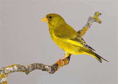 Yellow Faced Agate Mutation Male European Greenfinch