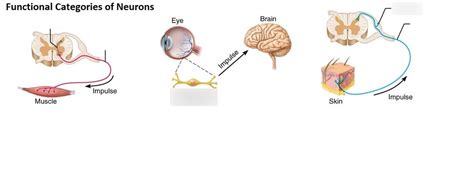 Functional Categories Of Neurons Diagram Quizlet
