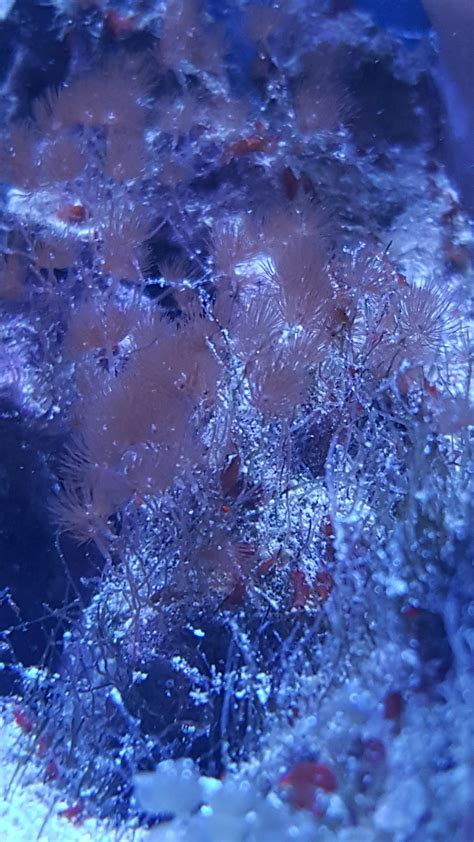 Red Macroalgae R Reeftank