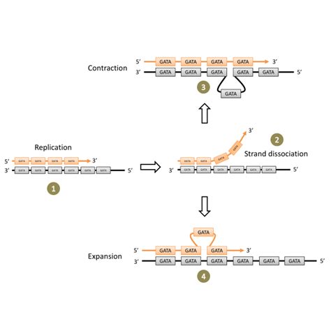 4 Illustration Of Short Tandem Repeat Marker Th01 With The Simple