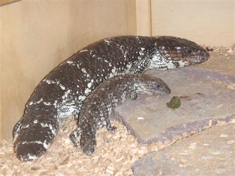 Shingleback Lizards The Monogamous Reptile That Mates For Life Rinterestingasfuck