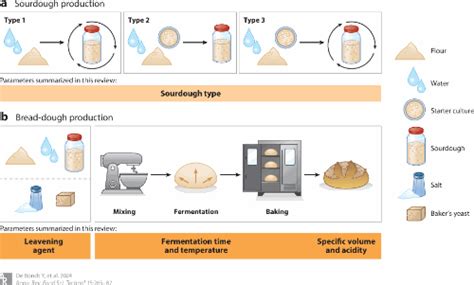 Fermentation Process Of Bread