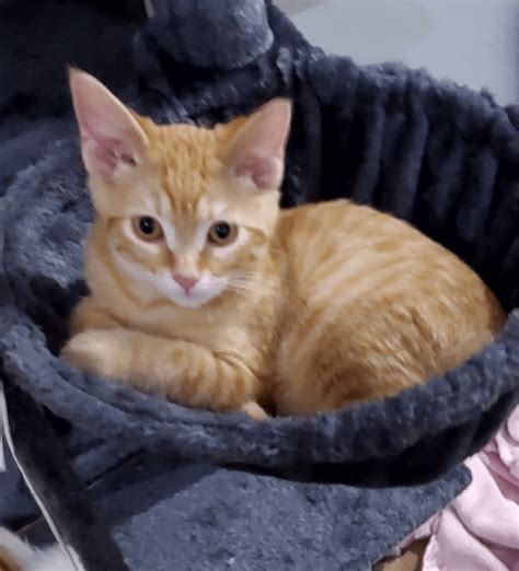 The Ollie Ball 😁 R Orangecats