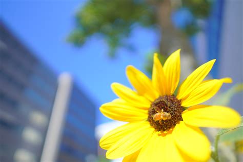 Sony E 15mm F1 4 Gレビュー｜広角レンズで夏の終わりと秋の始まりを撮る In 札幌 Shasha