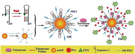 Ph Sensing Nanosensors A I Motif Dna Aunp Based Nanosensor A Download Scientific Diagram