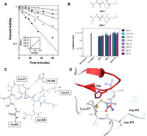 A Time Dependent Inhibition Of The Veev Nsp2 Protease By E64d B
