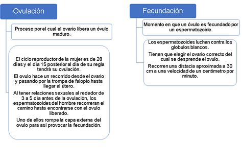 Las fases del individuo en su primer fase de desarrollo