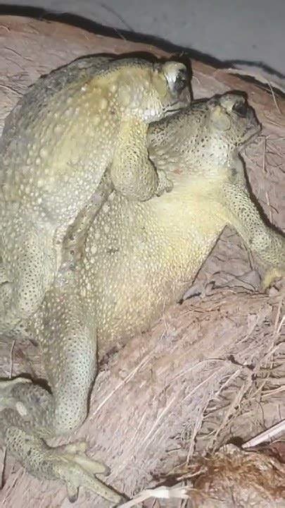 The Toads Is Having Sex Youtube