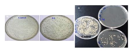 Chế Tạo Và đặc Trưng Của Nanocomposit Bạc Nano Diatomite