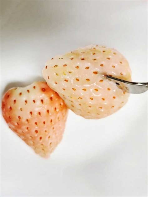 네이버 인플루언서