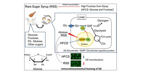 High Fructose Corn Syrup Molecule