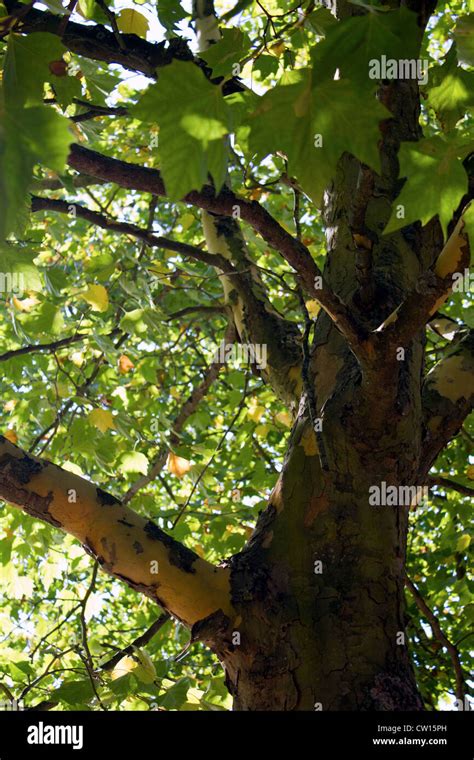 Tree With Peeling Bark Stock Photo Alamy