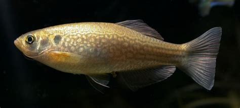 Danio Dangila Alchetron The Free Social Encyclopedia