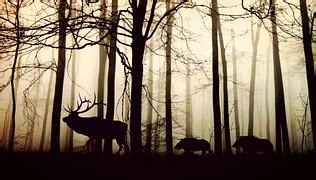 Ulv Vild Løb · Gratis Vektor Grafik På Pixabay