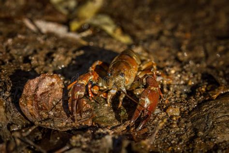 Signal Crayfish Pacifastacus Leniusculus In Water At Sandy River Bank