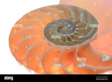 Cross Section Chambered Nautilus Shell Hi Res Stock Photography And Images Alamy