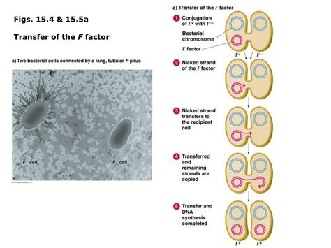 Ppt Chapter 15 Genetics Of Bacteria And Bacteriophages Mapping