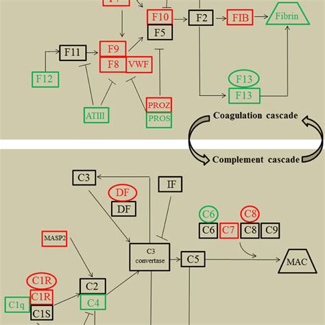 Simplified Coagulation Cascade And Complement System Featuring Download Scientific Diagram