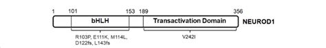 Neurod1 Protein Domains And Associated Mutations Download Scientific Diagram