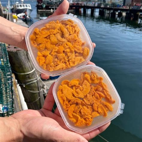 Maine Uni Roe Ship Fresh Sea Urchin Roe Overnight Sopo Seafood