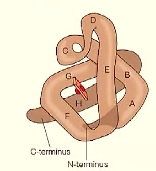 Protein Structure Function Relationship Flashcards Quizlet