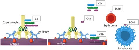 Cell Bound Complement Activation Products In Sle Lupus Science And Medicine