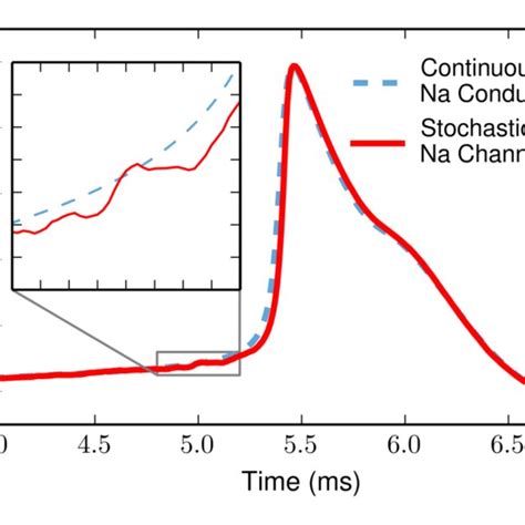 Comparison Of A Stochastic And A Deterministic Based Action Potential Download Scientific