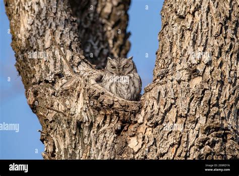 Western Screech Owl In A Tree Stock Photo Alamy