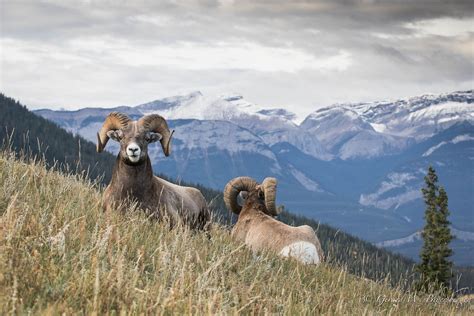 Rocky Mountain Bighorn Sheep In Jasper National Park Alberta Canada