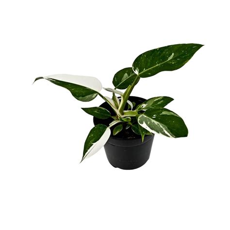 Landscape Basics Philodendron White Knight Tropical Plant 12 Cm Pot