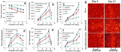 Figure 4 From Spatiotemporal Release Of Bmp 2 And Vegf Enhances Osteogenic And Vasculogenic
