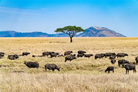 The Floodflash Behavioural Science Series Herd Behaviour Floodflash