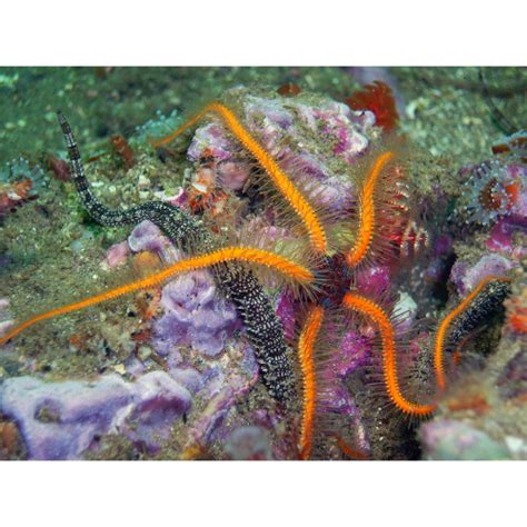 List Of Echinoderms With Pictures • 7esl