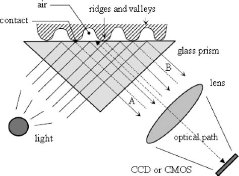 Figure 1 From Selecting A Reference High Resolution For Fingerprint