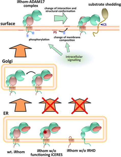 Irhd Is Essential For Irhom Adam17 Complex Cohesion Forward Download Scientific Diagram
