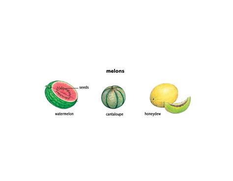 Melon English App At Timothy Mitchell Blog