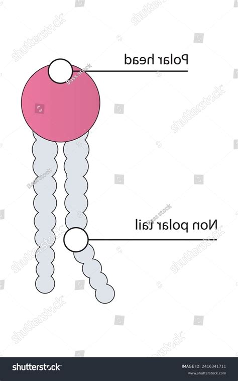 Simplified Schematic Structure Of Phospholipid Royalty Free Stock