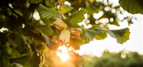 Buy Hazelnut For Business Great Price With Guaranteed Quality Arad Branding