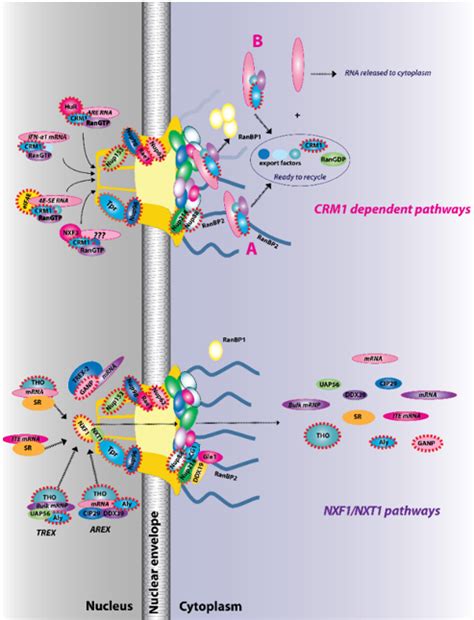 Mrna Export In Cancer Encyclopedia Mdpi