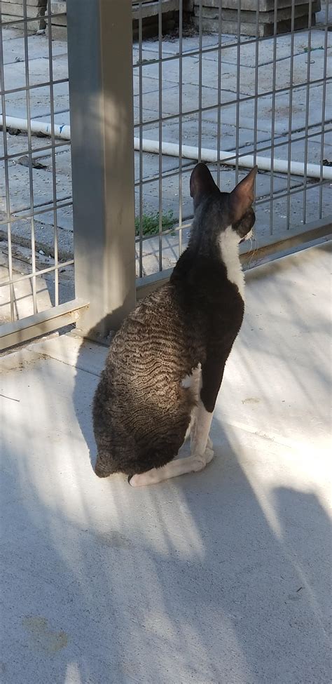 164 Best R Cornishrex Images On Pholder Frank Got A Hat 😊