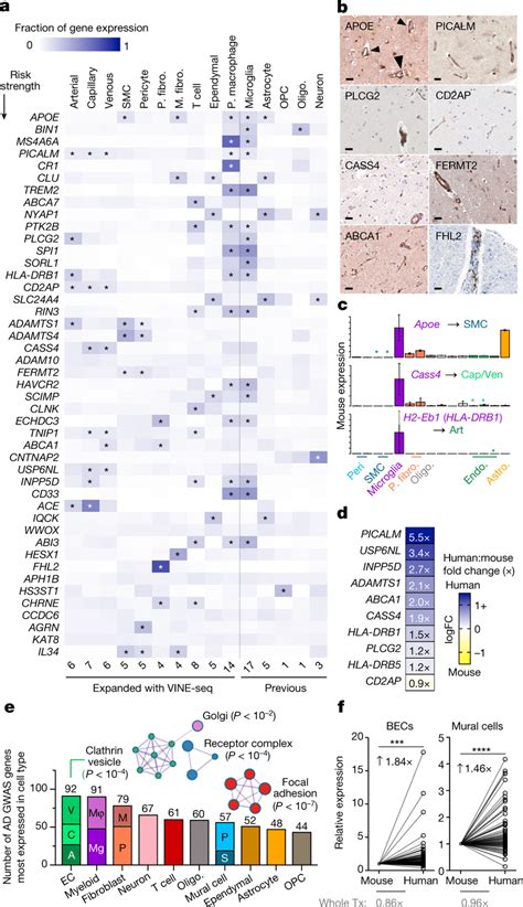 Gwas Disease Variants Are Enriched In The Human Brain Vasculature A Download Scientific