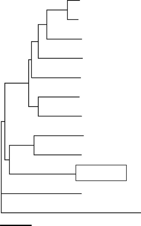Phylogenetic Trees Generated From Multiple Sequence Alignment Of