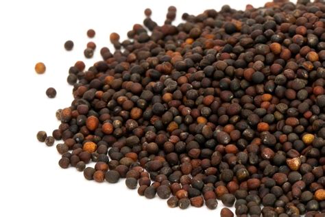 When To Plant Cabbage Seeds Storables