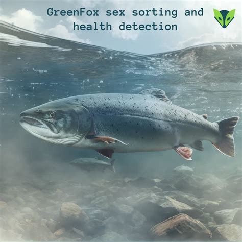 [video] Greenfox Marine On Linkedin 4 Million Salmons Sex Sorted In