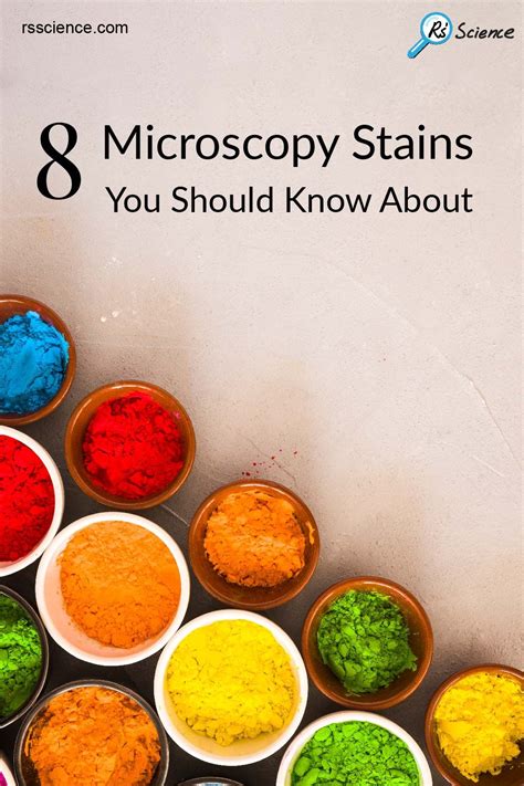 Equisetum Microscope