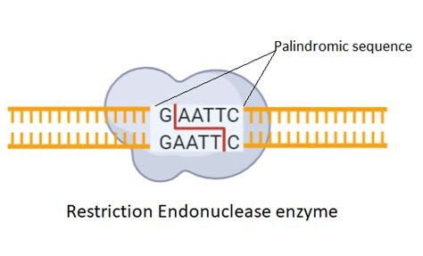Which Type Of Restriction Enzymes Are Used In Recombinant Dna